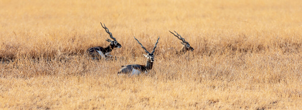 Blackbuck National Park, Gujarat: A Haven for India's Antelope - Tour Mitra